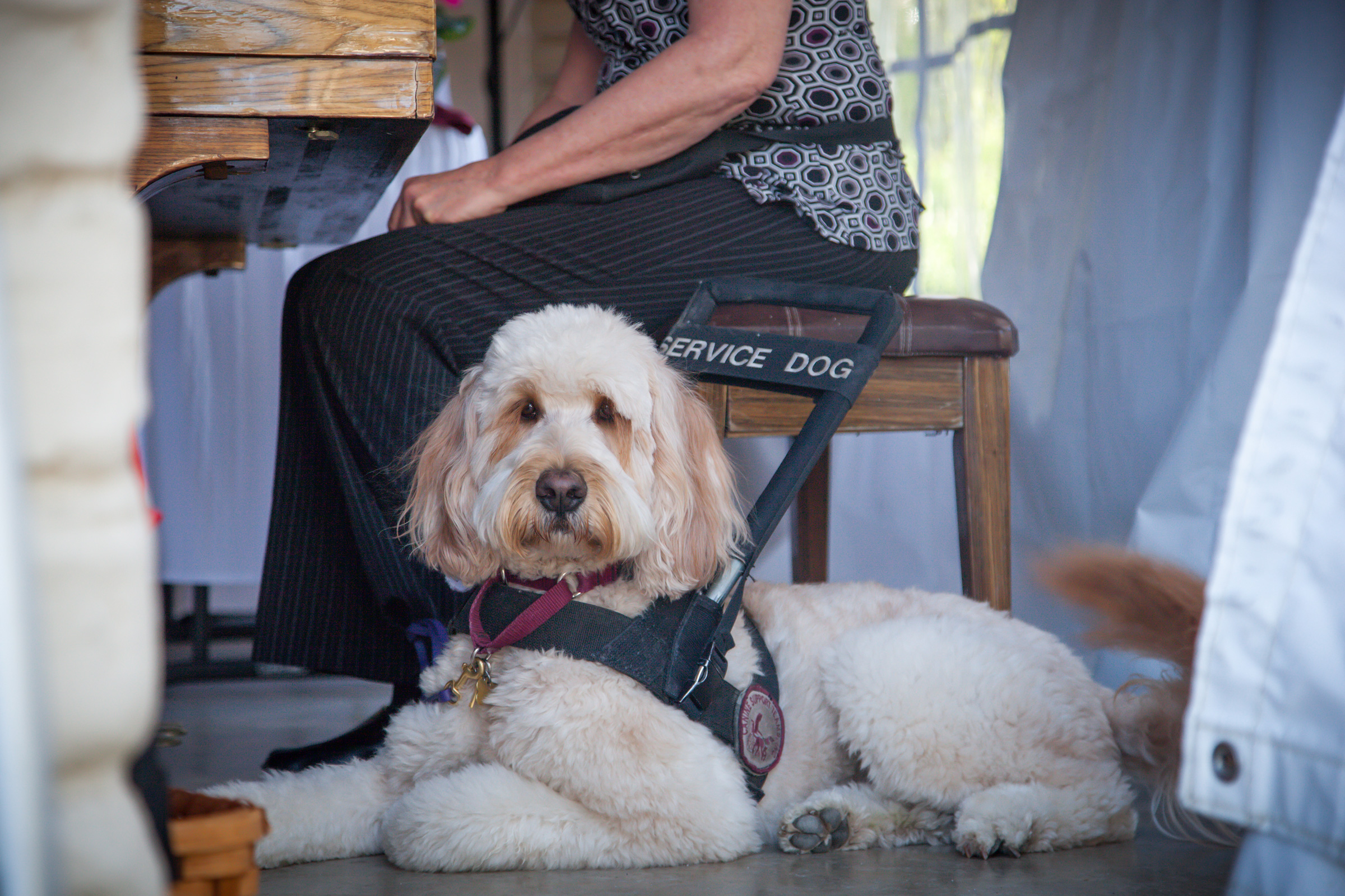 Canine Support Teams recognized by the American Red Cross - Canine ...