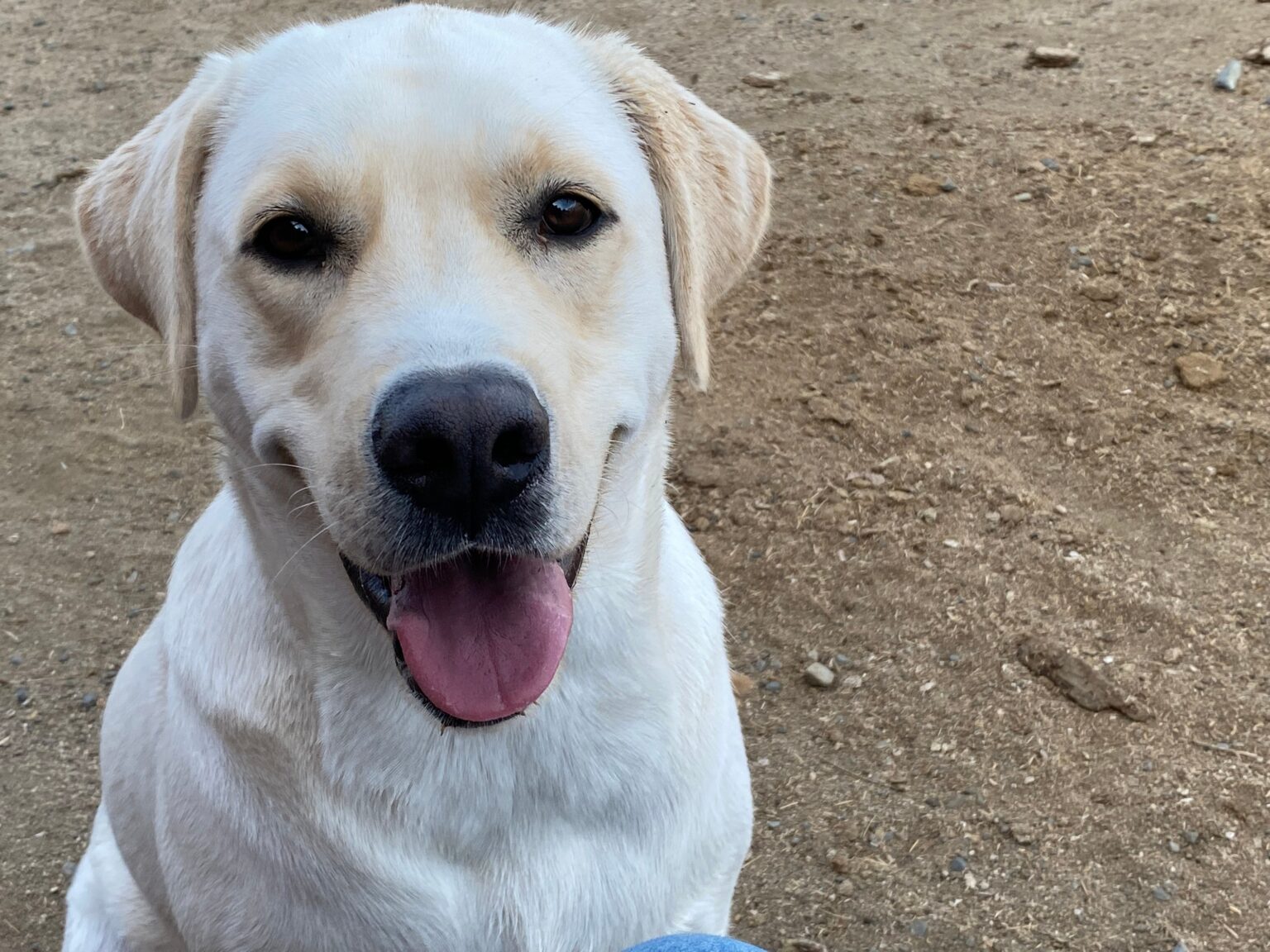 Career Change Dogs - Canine Support Teams