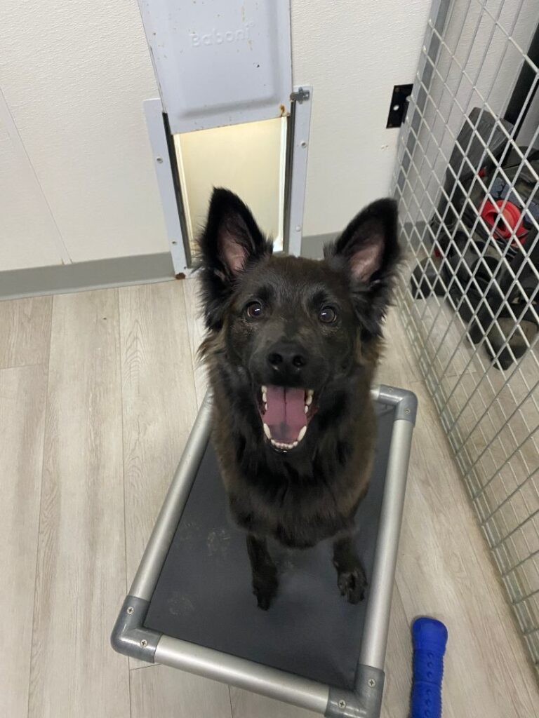 Adoptable Dogs - Canine Support Teams