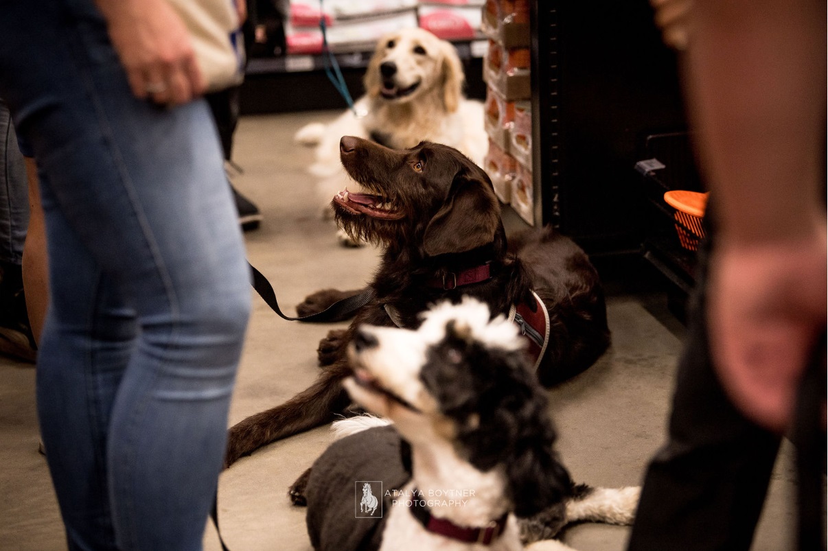 Who We Are - Canine Support Teams